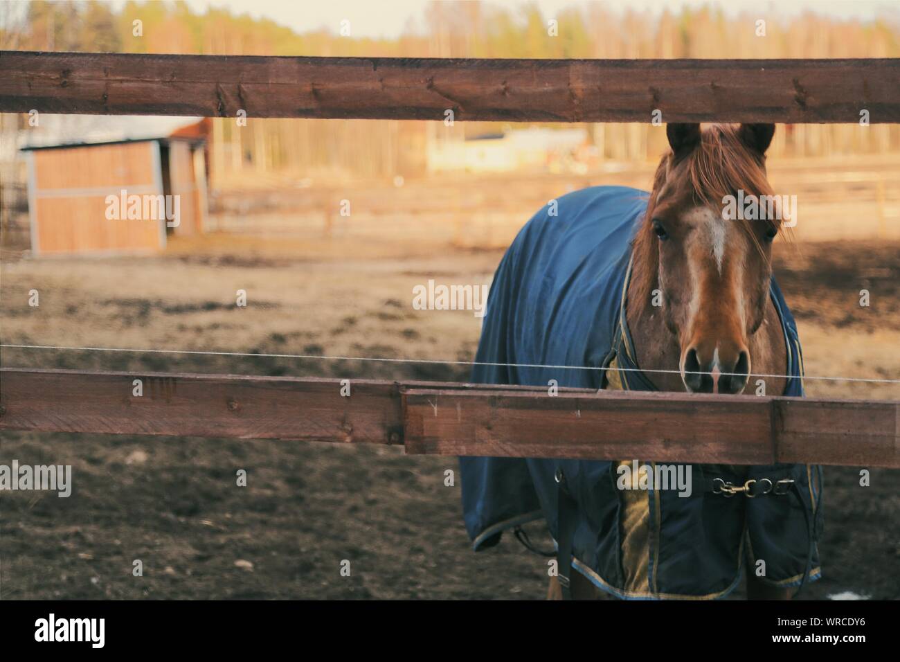 Pony paddock hi-res stock photography and images - Alamy