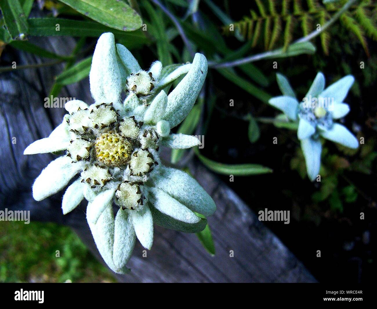 Edelweiss hi-res stock photography and images - Alamy