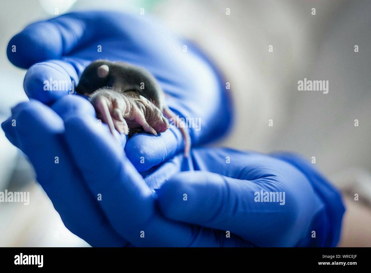 Sleeping mice hi-res stock photography and images - Alamy