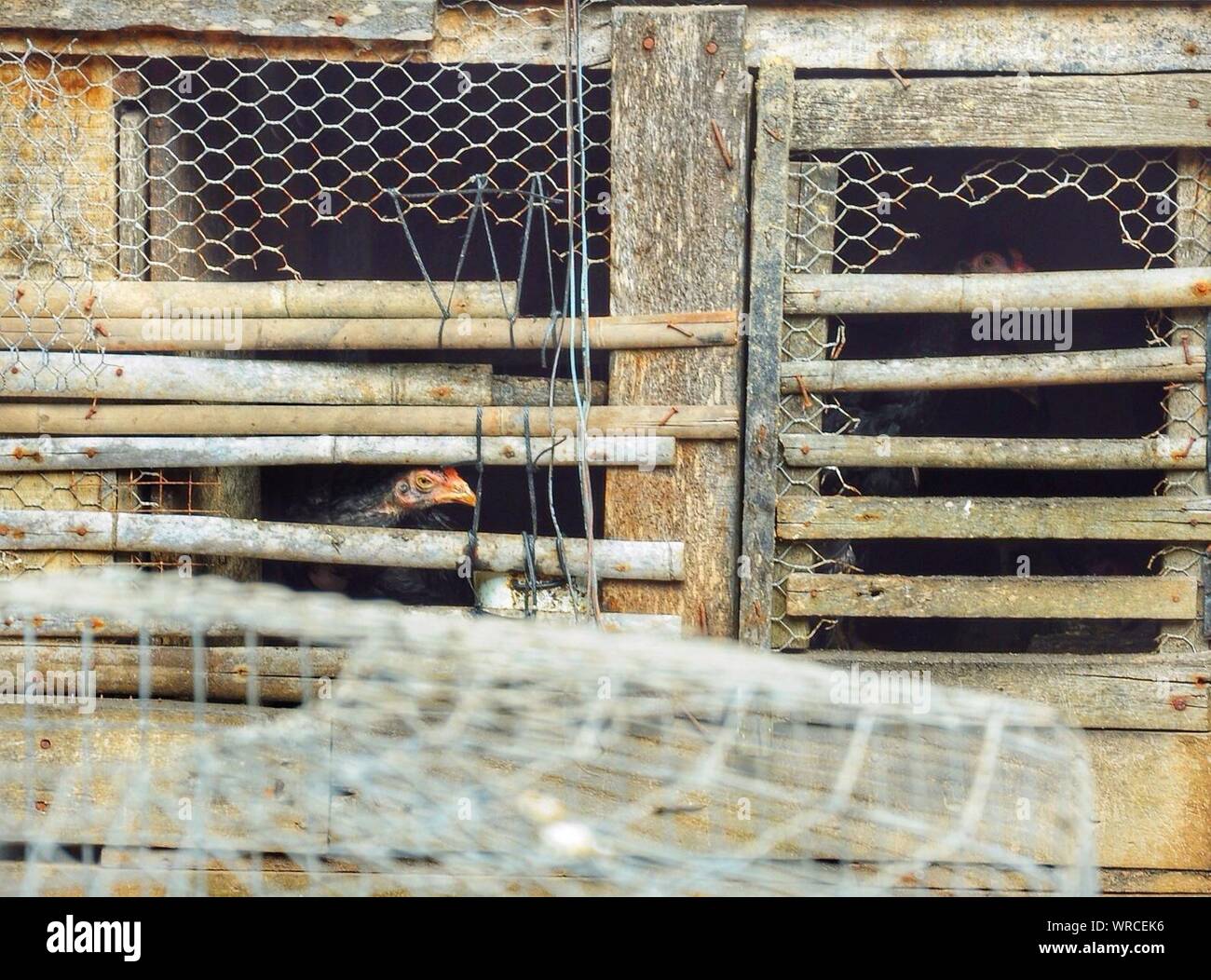 Damaged chicken hi-res stock photography and images - Alamy