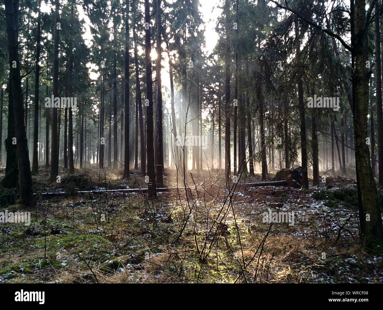 Sunlight of forest hi-res stock photography and images - Alamy