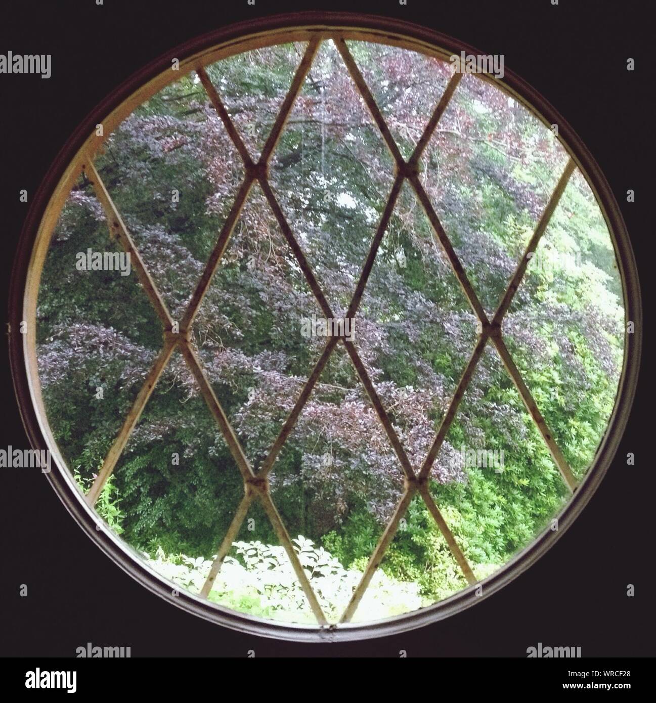 Tree circular foliage hi-res stock photography and images - Alamy