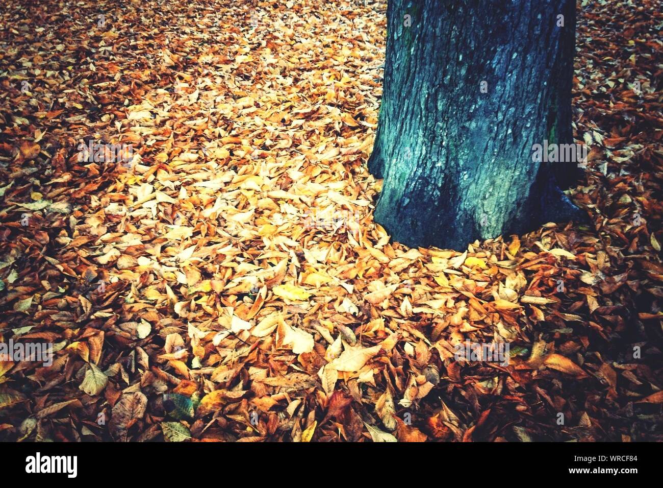 Around tree trunk hi-res stock photography and images - Alamy
