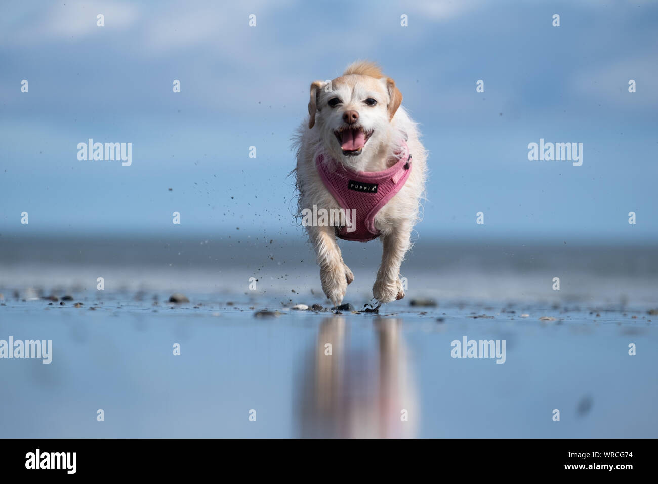 Small white dog on the beach Stock Photo - Alamy