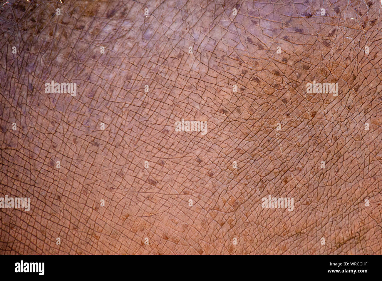 Hippo skin close hi-res stock photography and images - Alamy