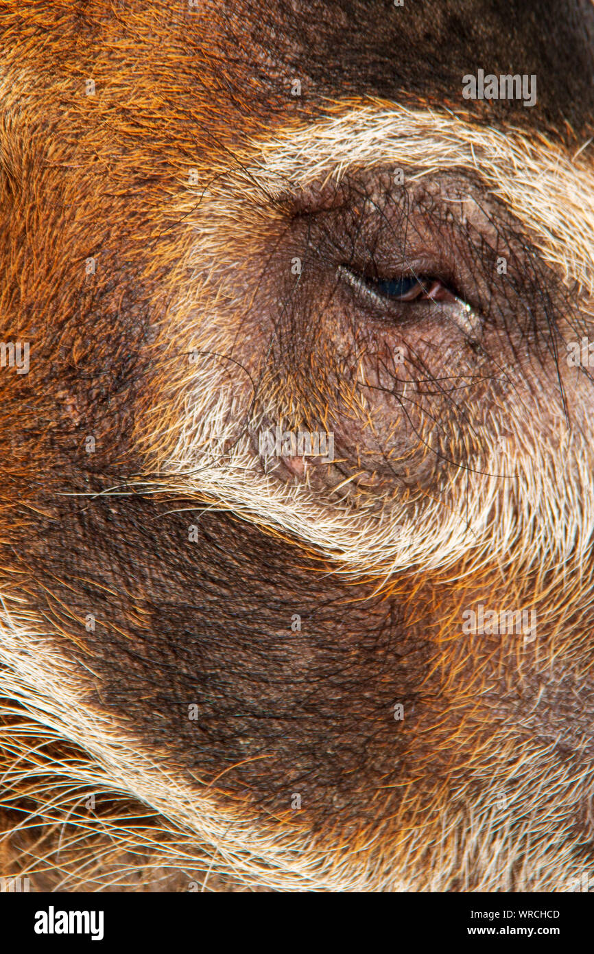 Red markings on head hi-res stock photography and images - Alamy