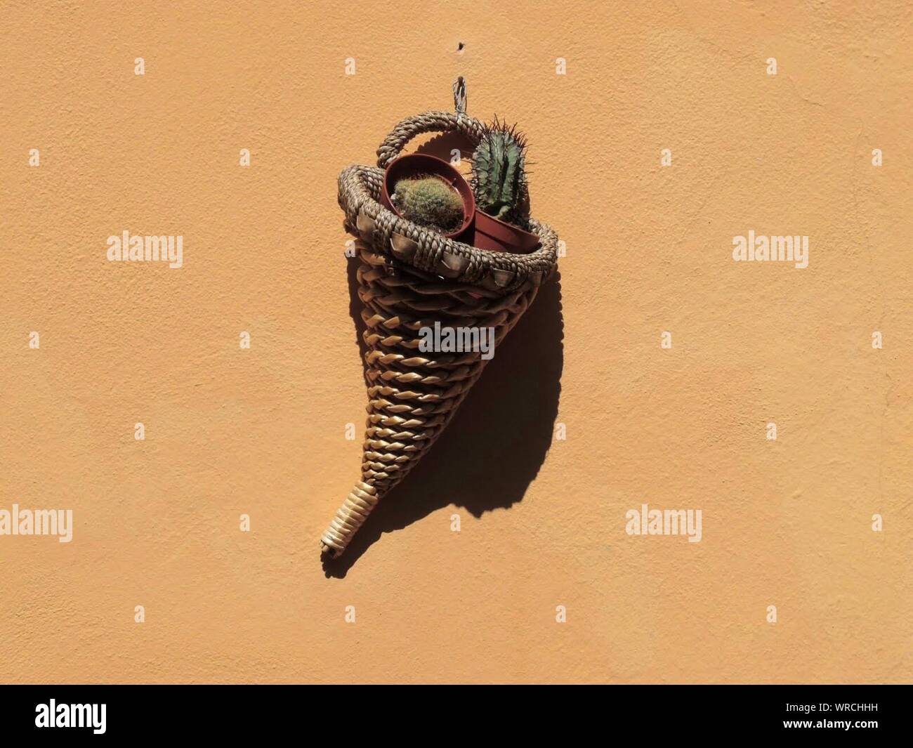 Hanging cactus hi-res stock photography and images - Alamy