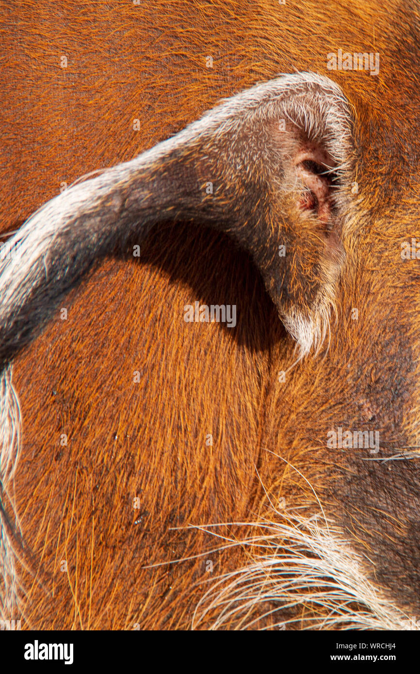 Pig big ears long ears hi-res stock photography and images - Alamy