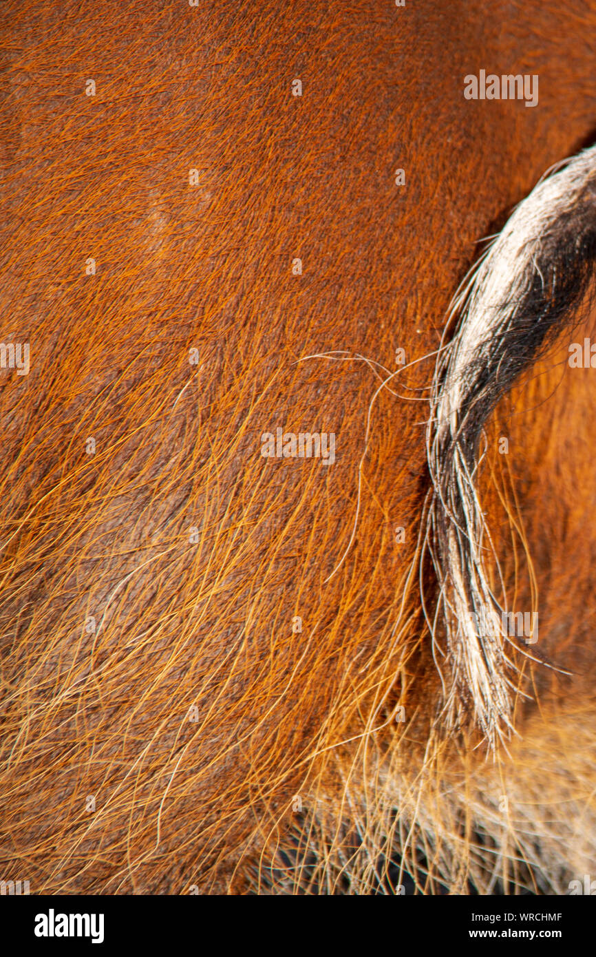 Close-up view of the tufted ear of a red river hog (Potamochoerus ...