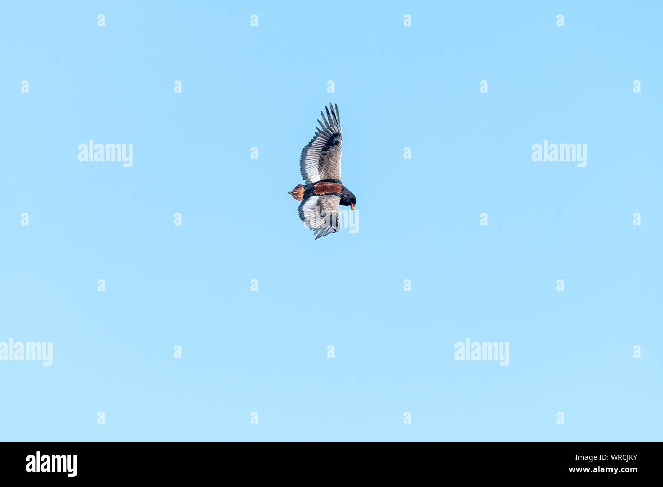 Berghaan hi-res stock photography and images - Alamy