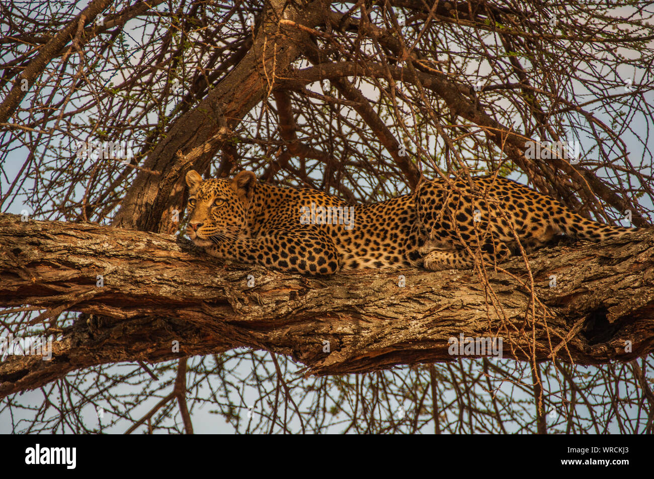 Leopard lying on branch hi-res stock photography and images - Alamy