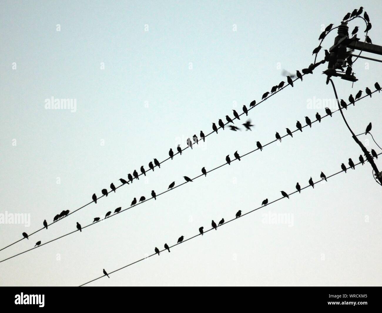 Birds Perching On Power Cables Stock Photo - Alamy