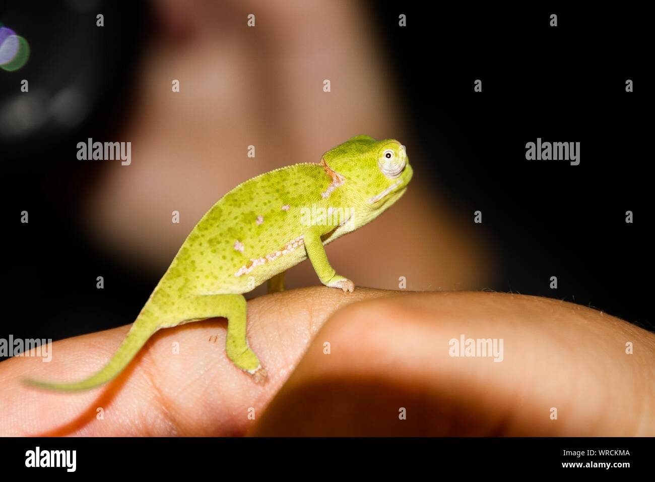 Real Chameleon High Resolution Stock Photography and Images - Alamy