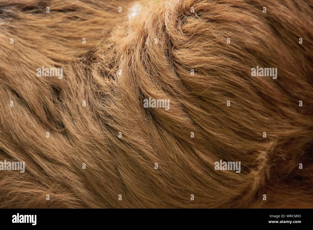 Sloth texture hi-res stock photography and images - Alamy