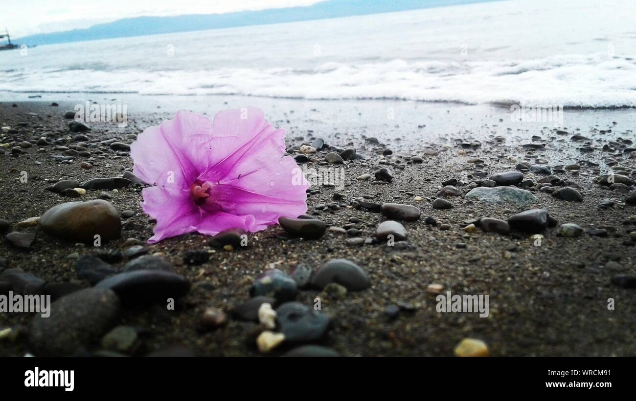 Pink beach flower hi-res stock photography and images - Alamy