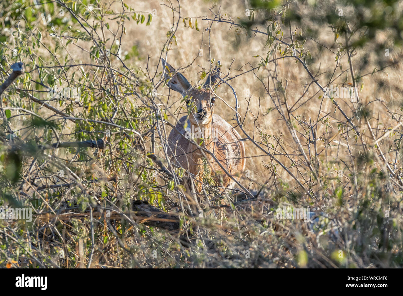 Hiding behind a bush hi-res stock photography and images - Alamy