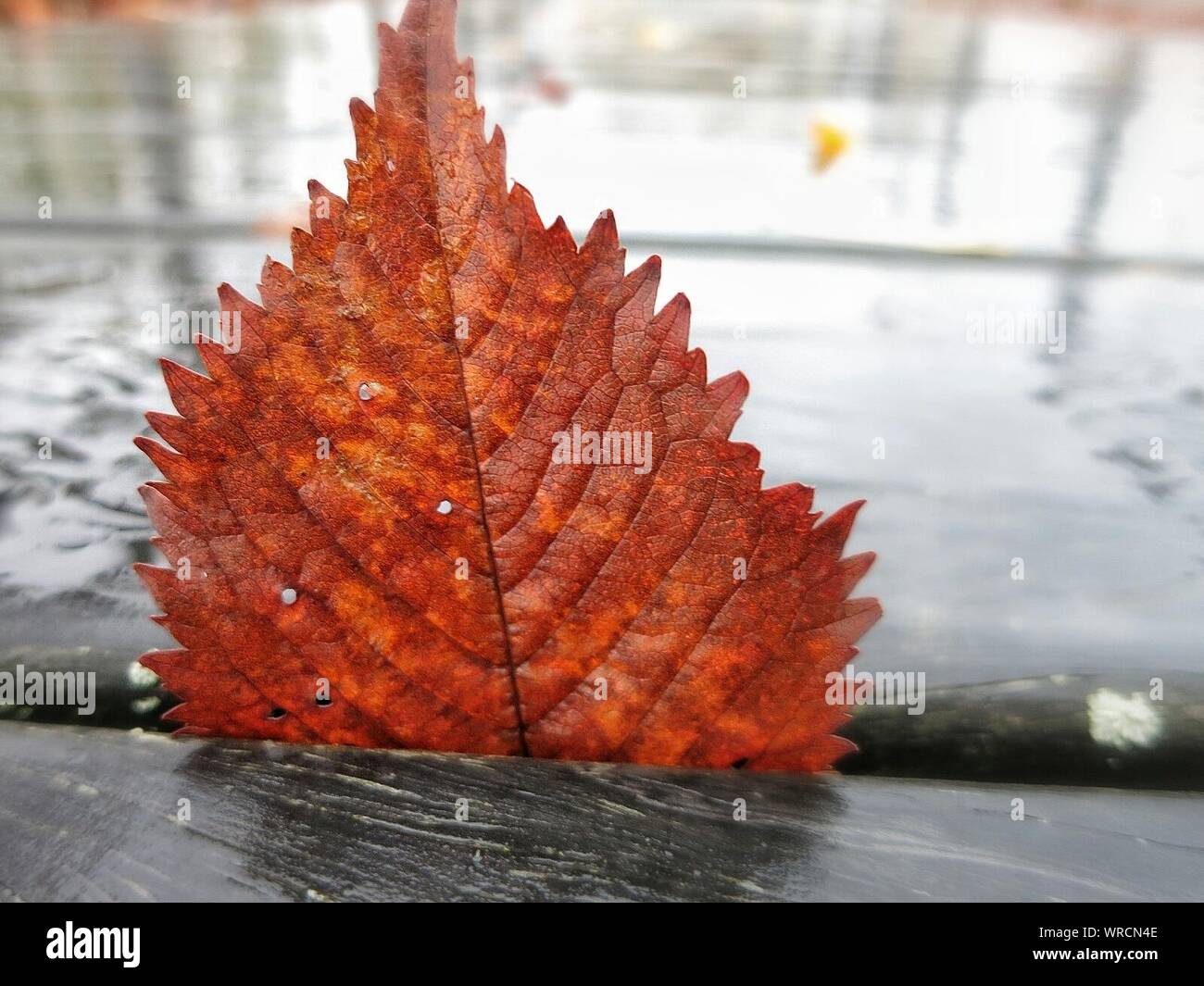 Weather vein hi-res stock photography and images - Alamy