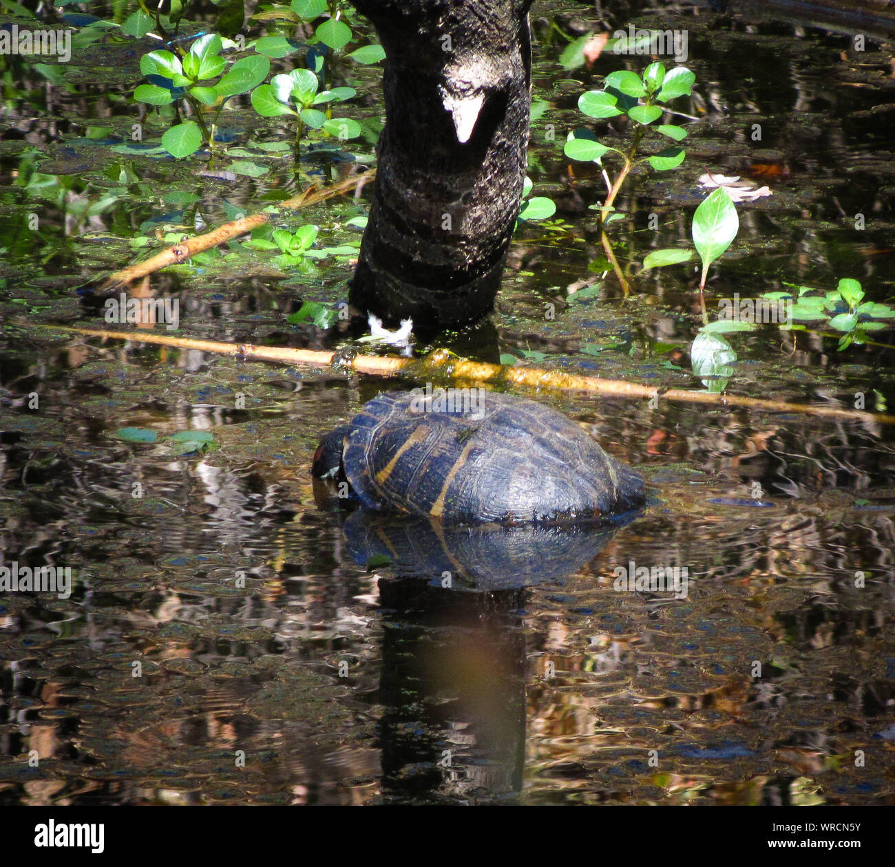 Turtle Lake High Resolution Stock Photography and Images - Alamy