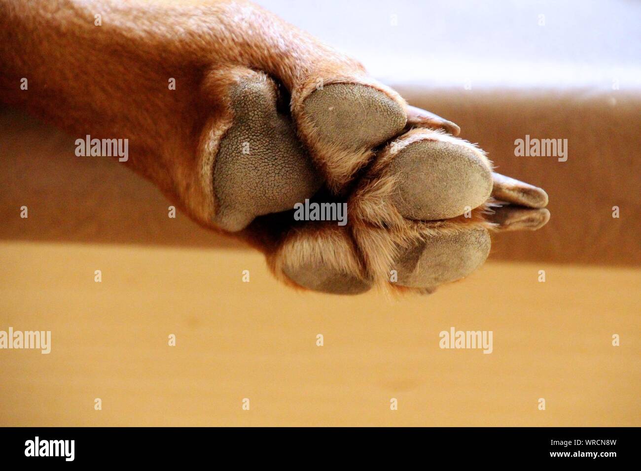 Dog Paw Up High Resolution Stock Photography and Images - Alamy