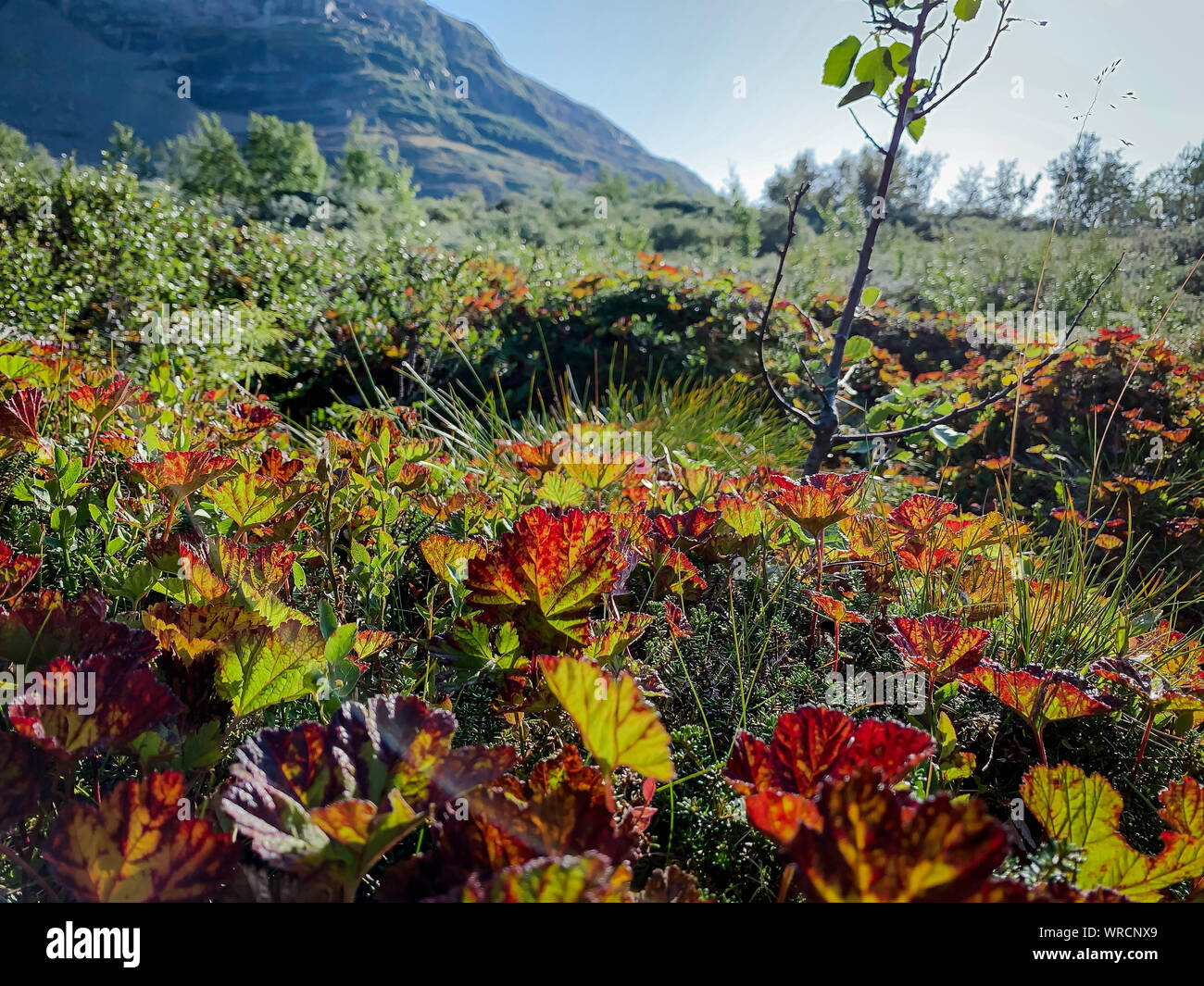 Beautiful red autumn leaves in the wild Stock Photo - Alamy