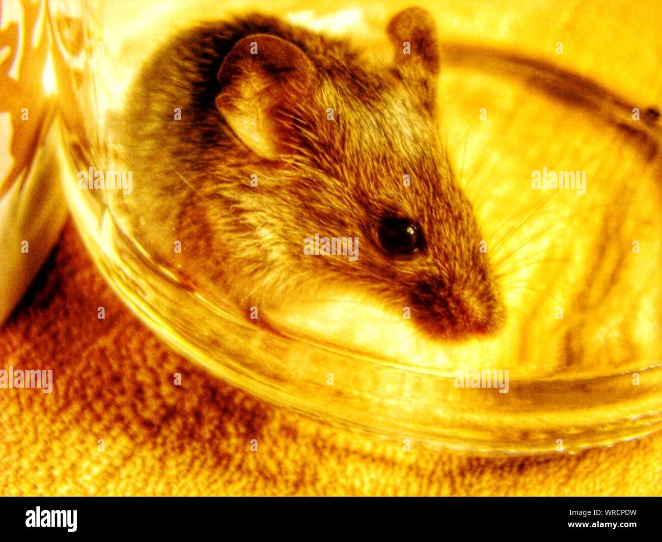 Transparent mouse hi-res stock photography and images - Alamy
