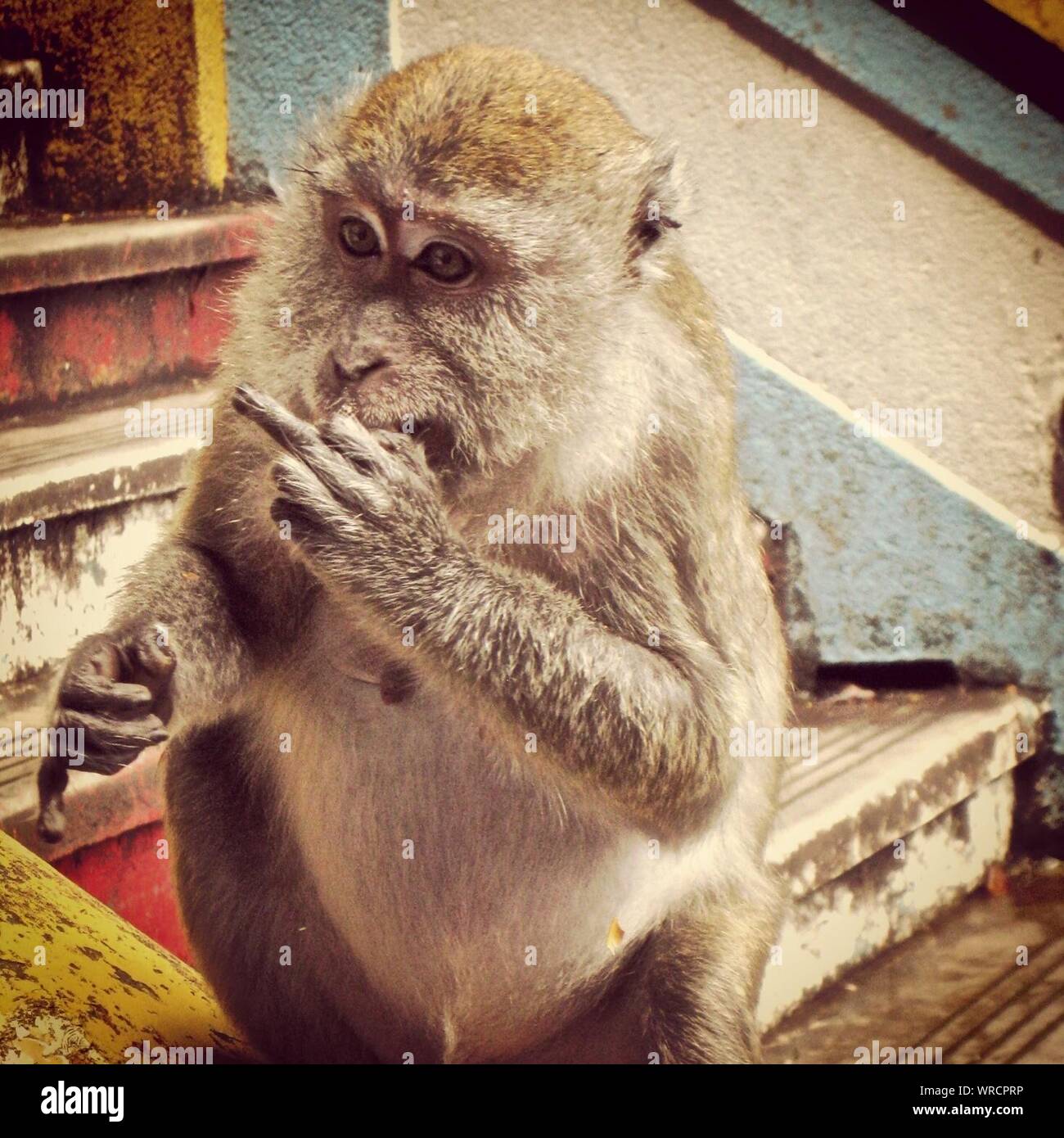 Old macaque hi-res stock photography and images - Alamy