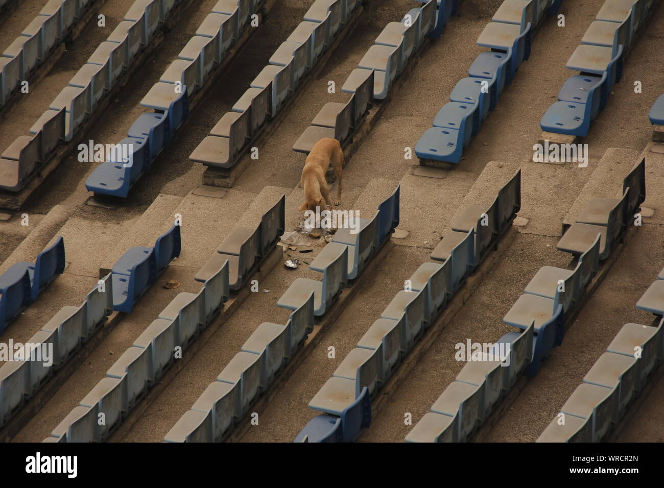 Dog stadium hi-res stock photography and images - Alamy