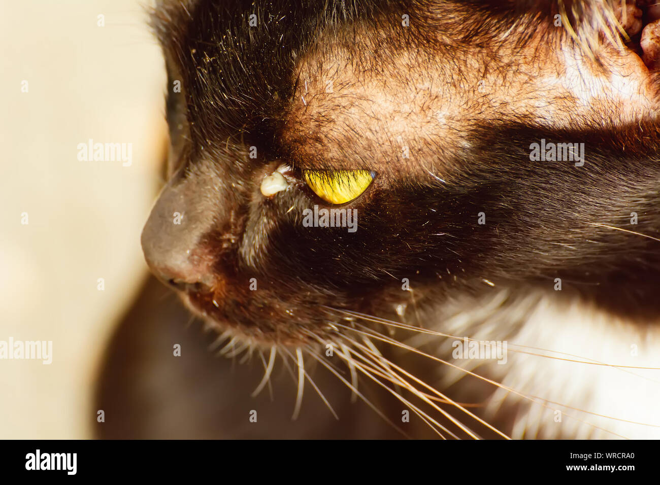 Boogers hi-res stock photography and images - Alamy