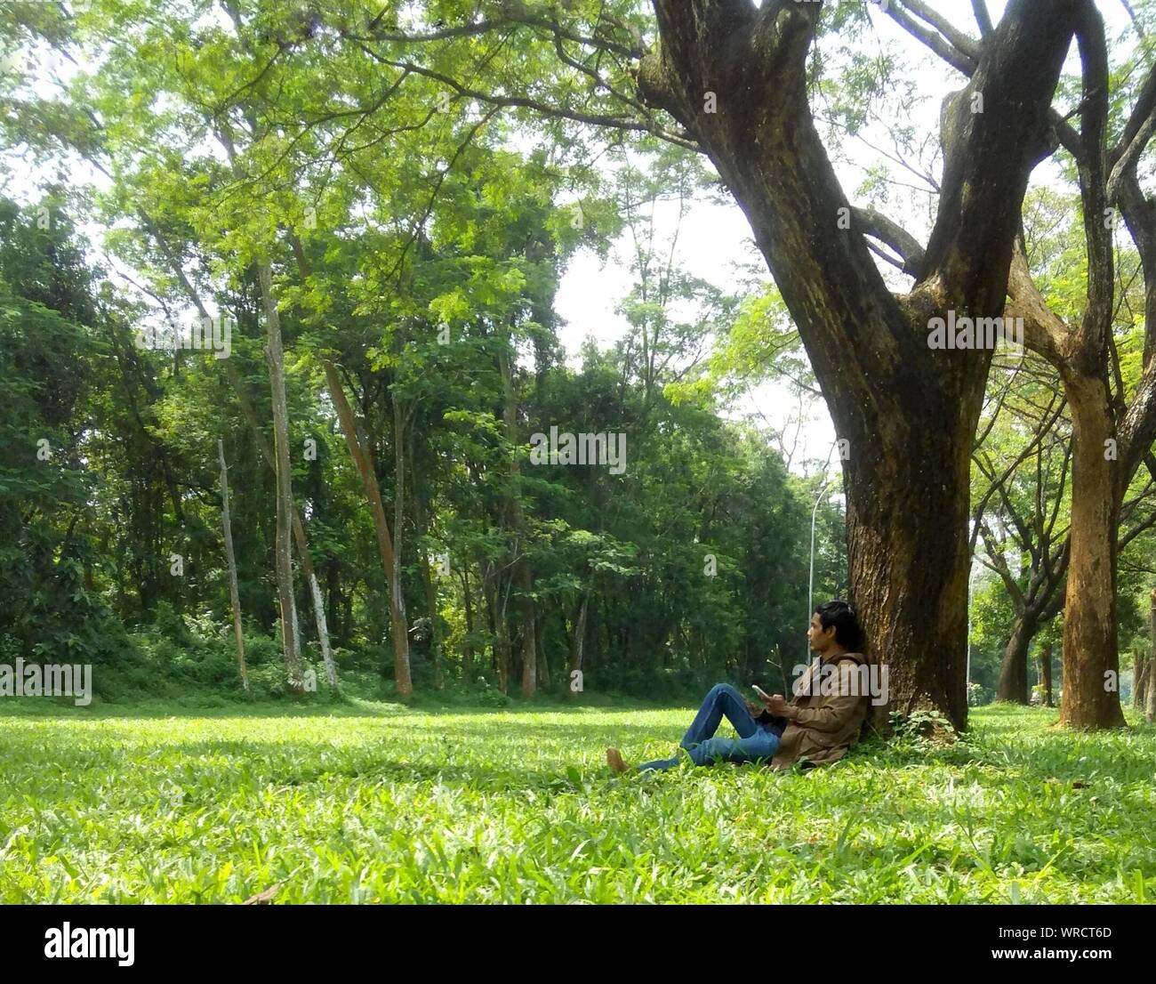 Tree and grass hi-res stock photography and images - Alamy