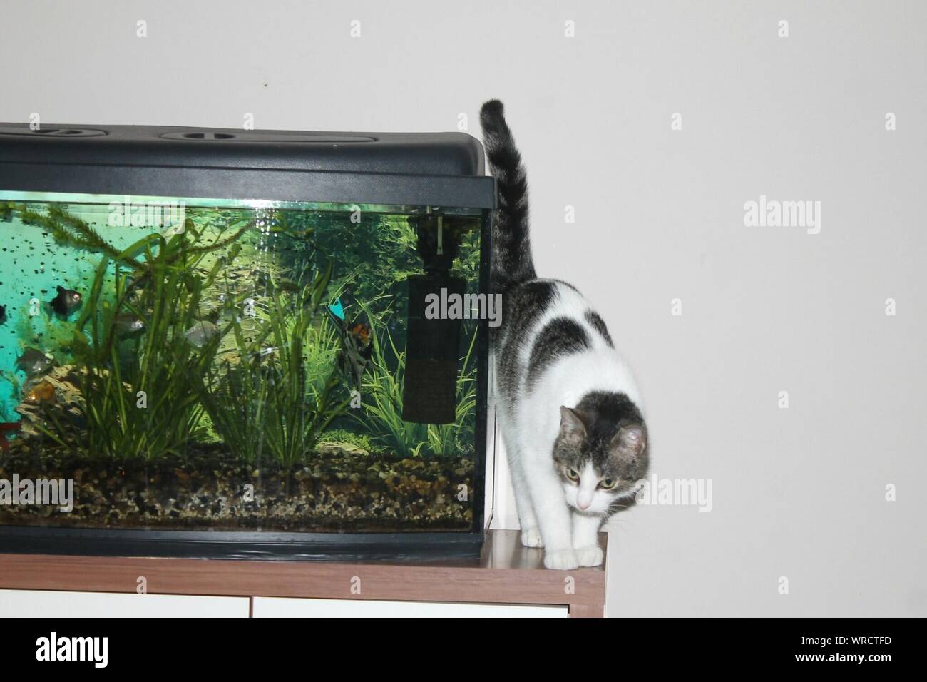 Tunk hi-res stock photography and images - Alamy