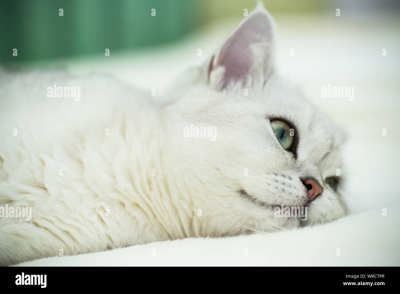 beautiful young cat breed Scottish chinchilla straight Stock Photo - Alamy