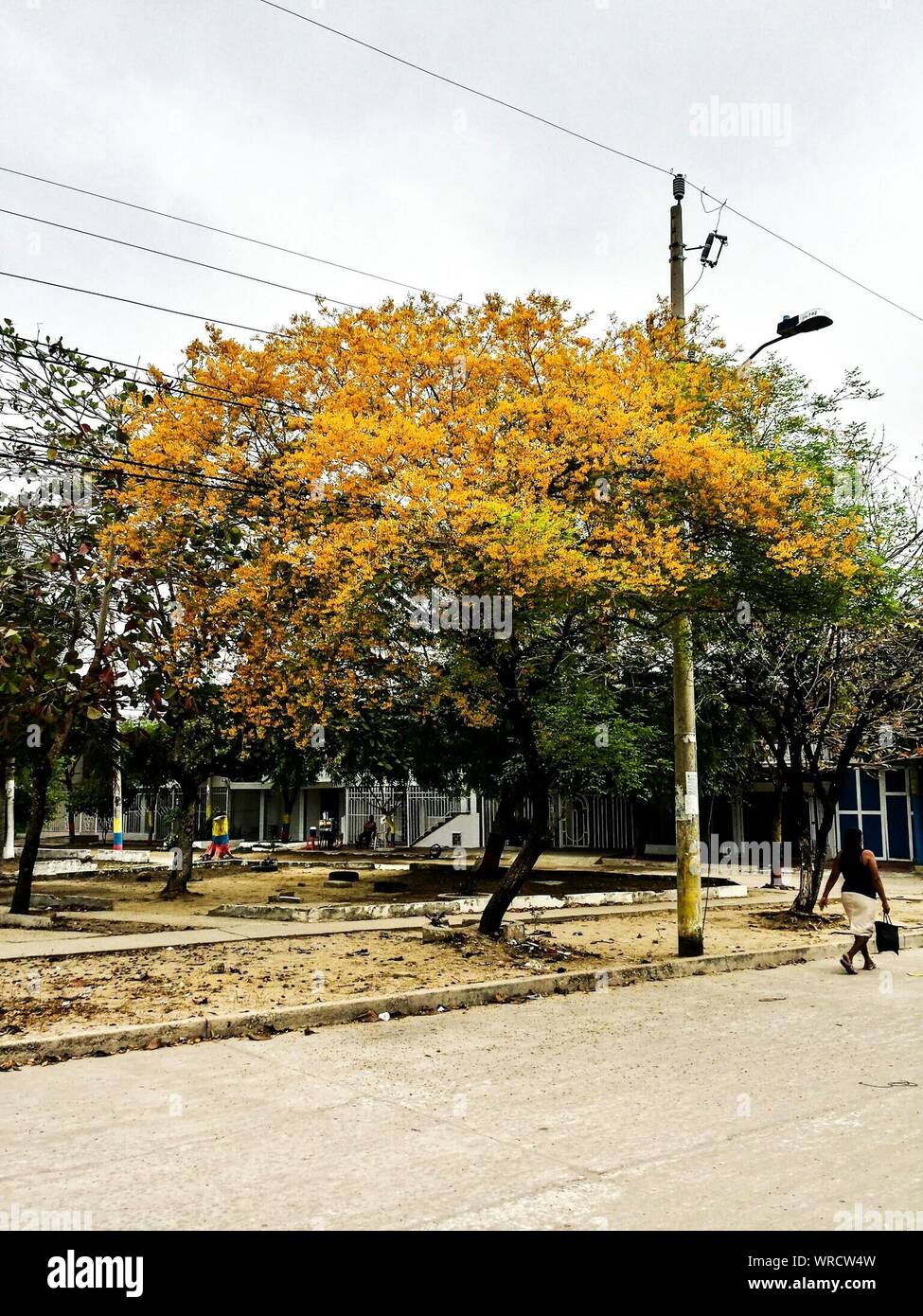 Tree at roadside hi-res stock photography and images - Alamy