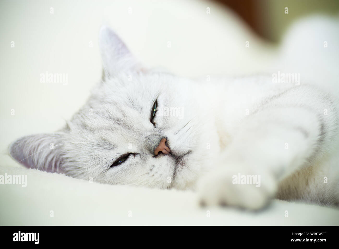 beautiful young cat breed Scottish chinchilla straight Stock Photo - Alamy