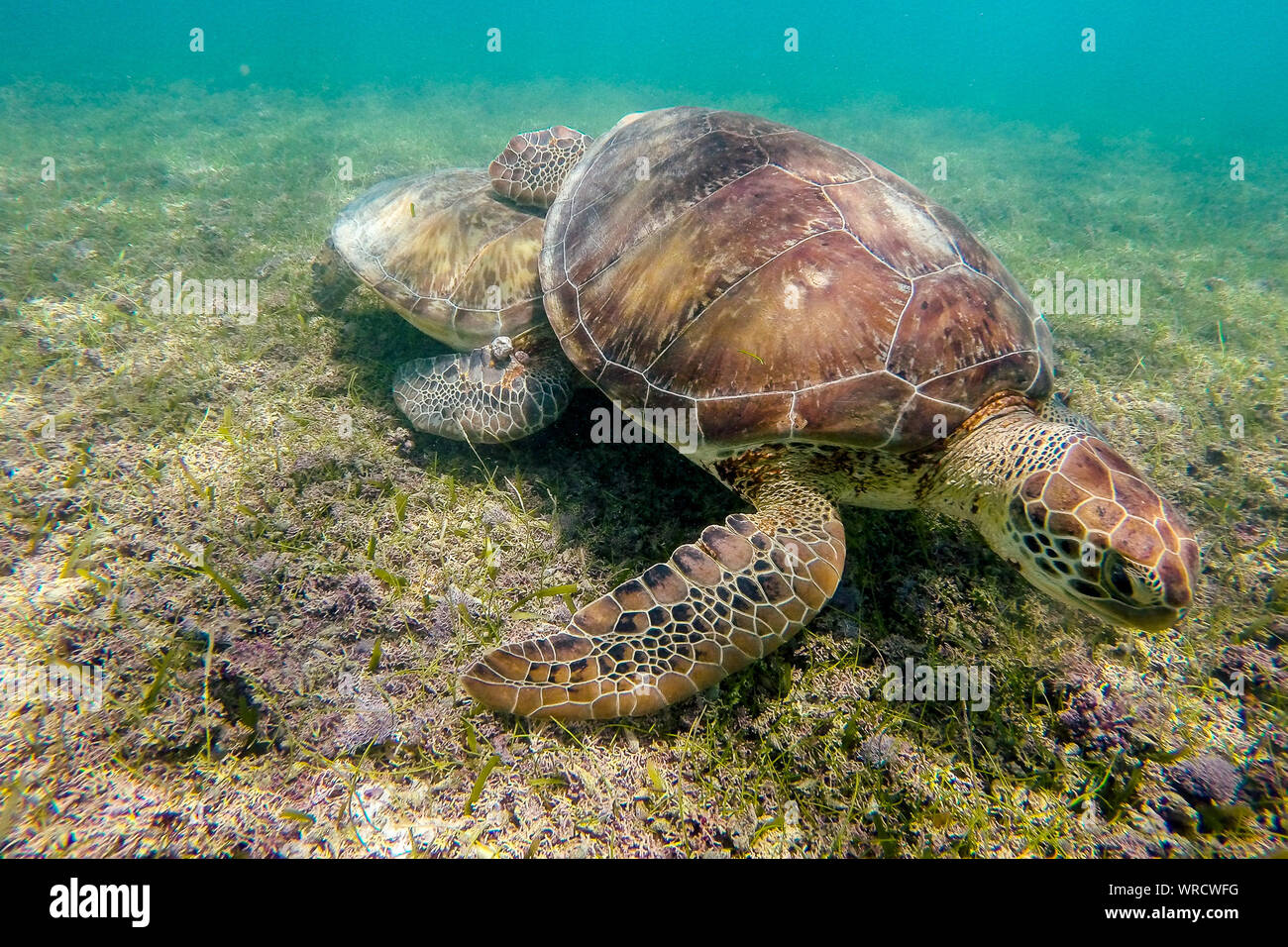 Two swimming turtles hi-res stock photography and images - Alamy