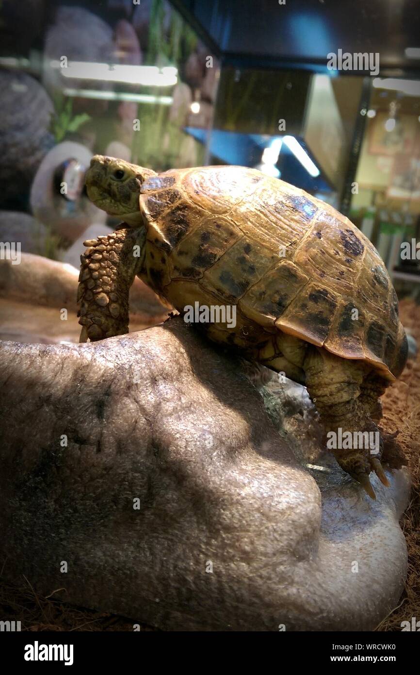 The russian tortoise hi-res stock photography and images - Alamy