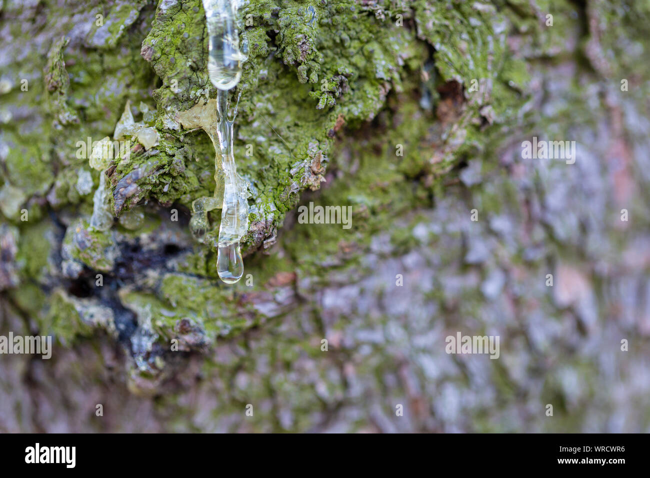 Tree resin hi-res stock photography and images - Alamy