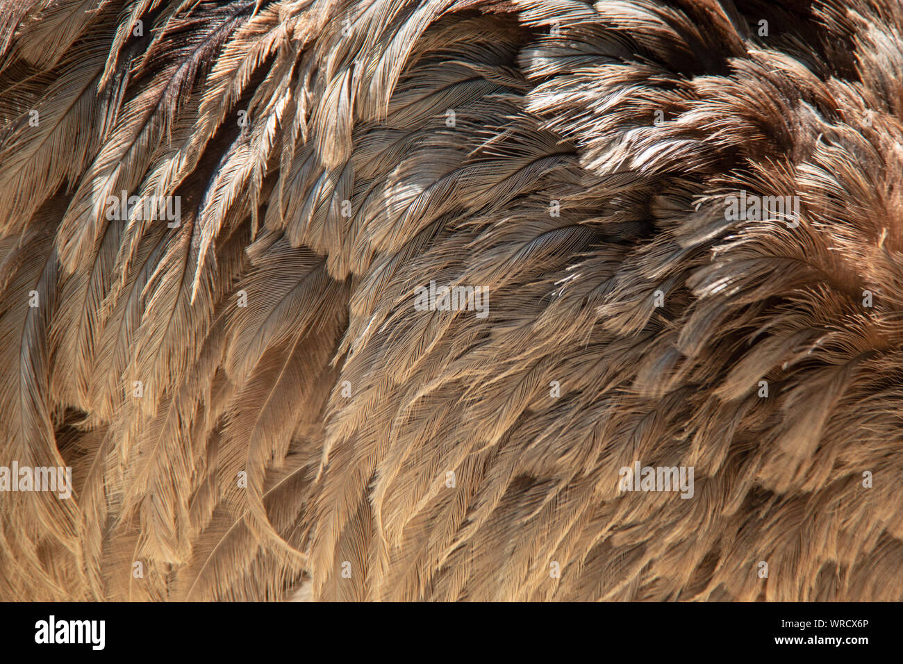 Plumage pattern hi-res stock photography and images - Alamy