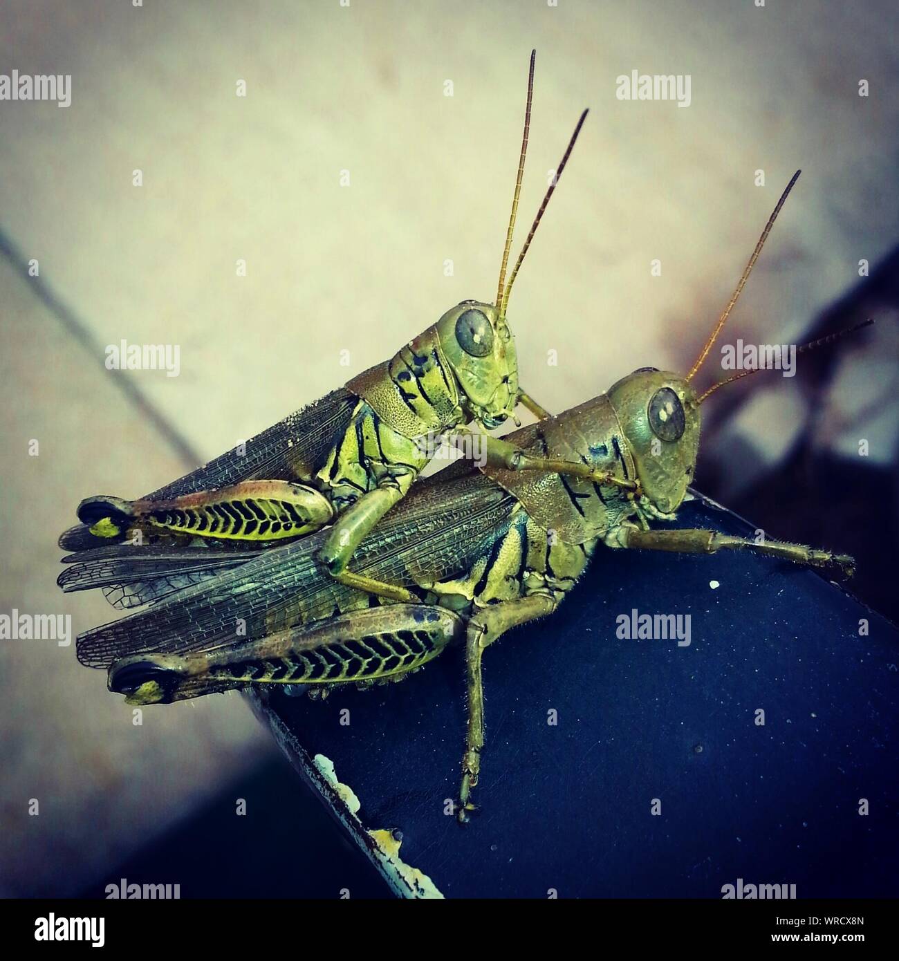 Mating of grasshoppers hi-res stock photography and images - Alamy
