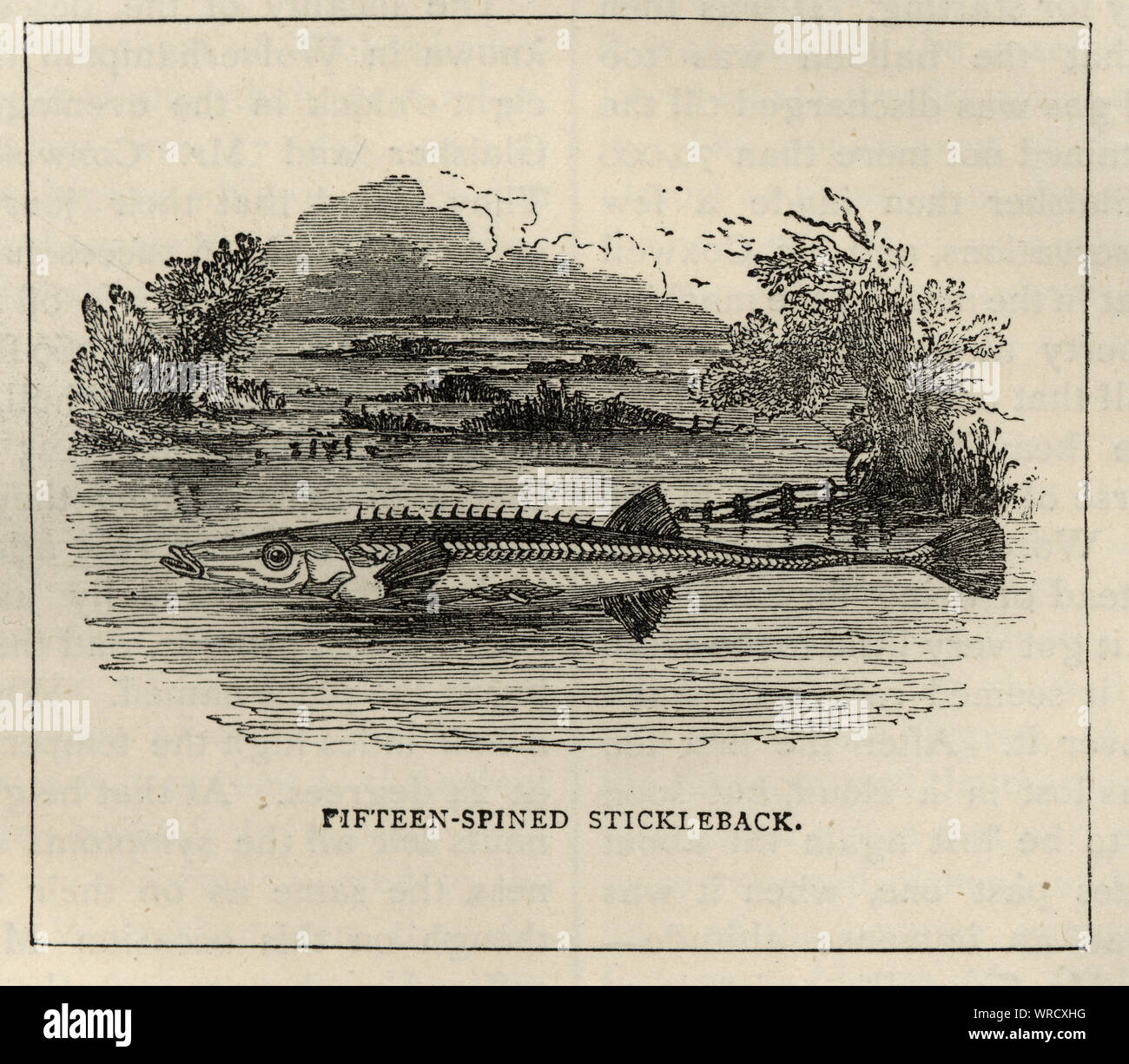 Vintage engraving of a sea stickleback (Spinachia spinachia), also ...