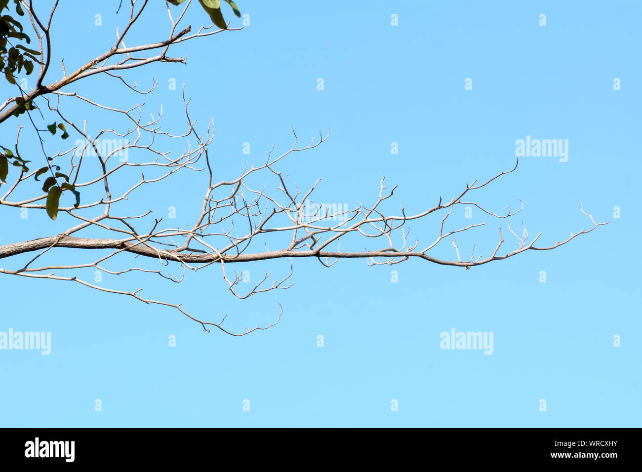 The tree branch in the sky background Stock Photo - Alamy