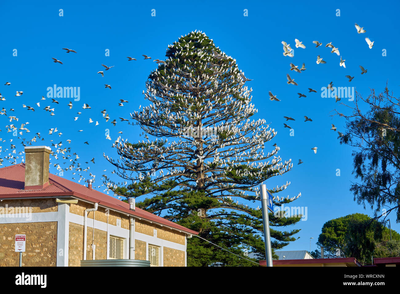Mary wyndham hi-res stock photography and images - Alamy