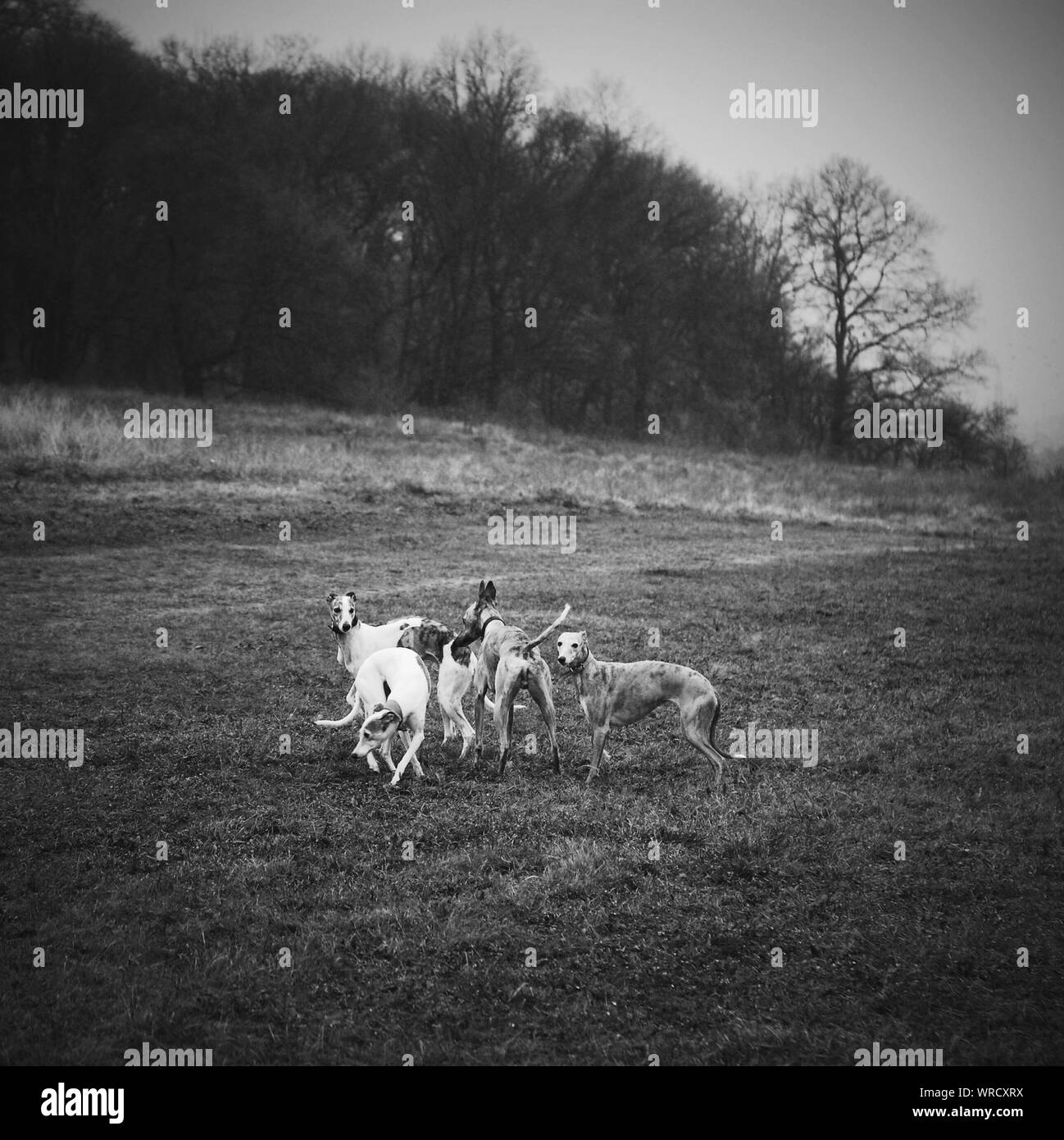 Dogs forest hi-res stock photography and images - Alamy