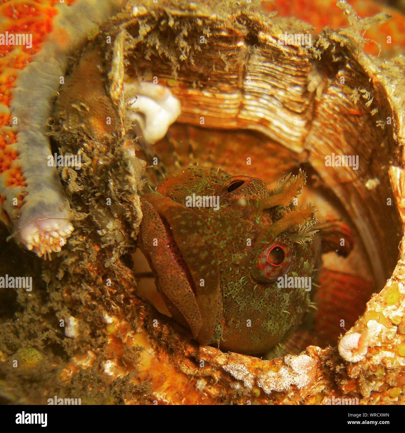Sea sculpin hi-res stock photography and images - Alamy