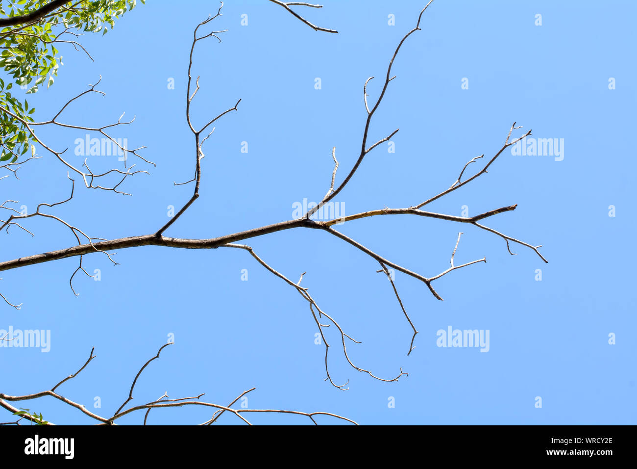 The tree branch in the sky background Stock Photo - Alamy
