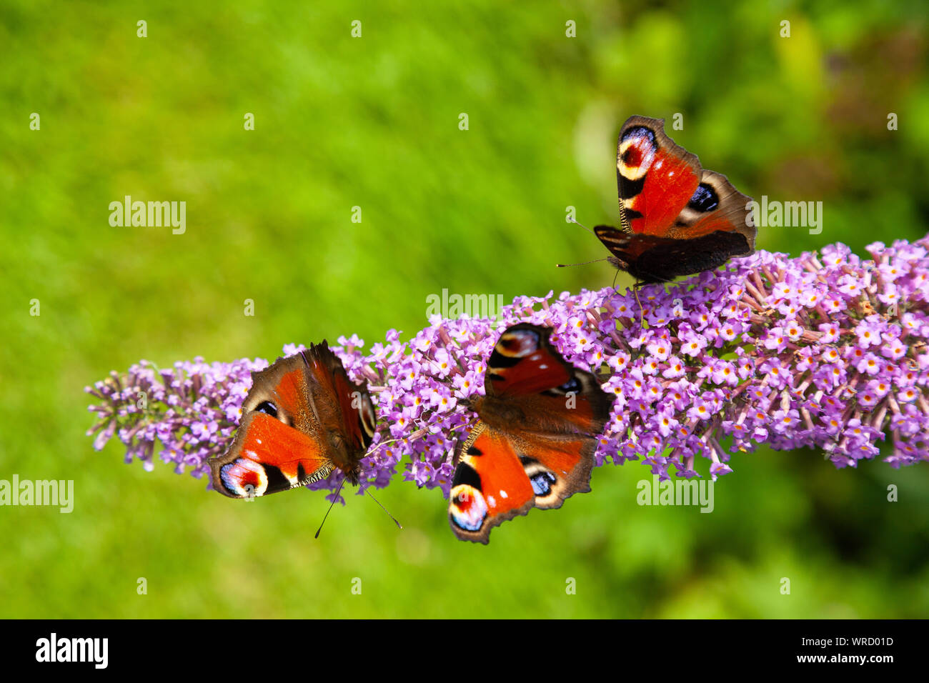 Peacock butterflies hi-res stock photography and images - Alamy