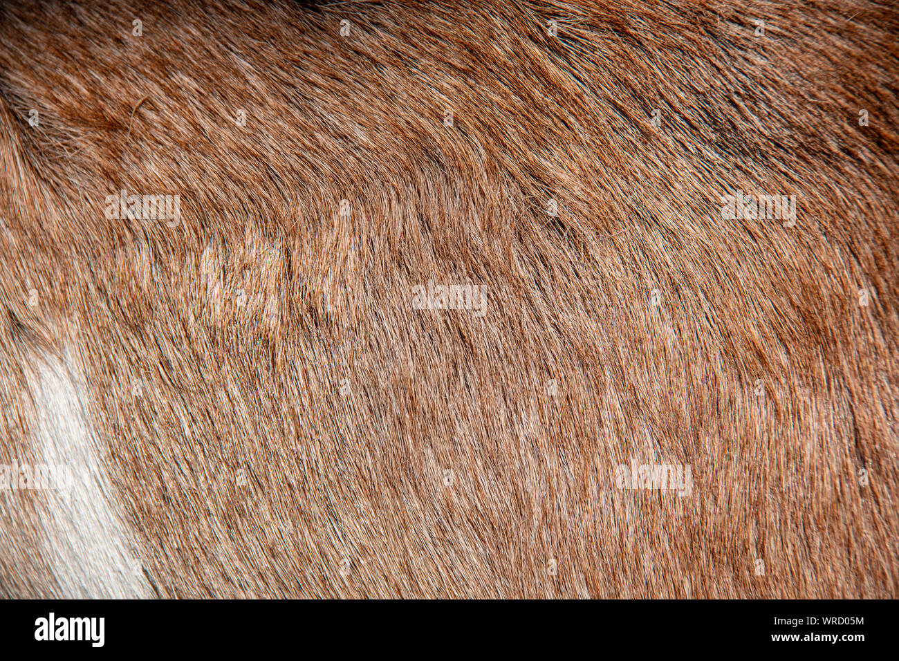 Goat hair texture hi-res stock photography and images - Alamy