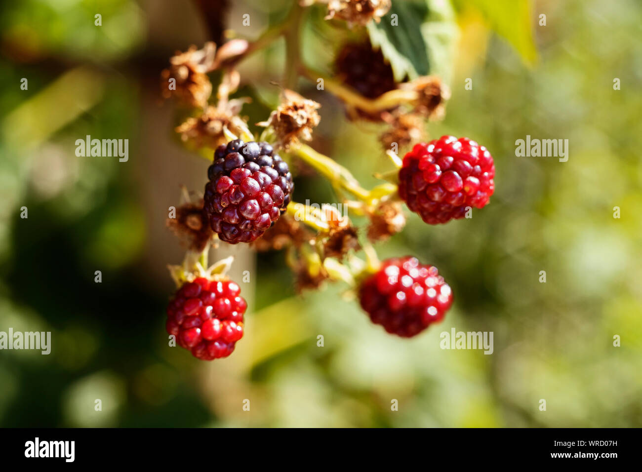 Saturated red berry hi-res stock photography and images - Alamy