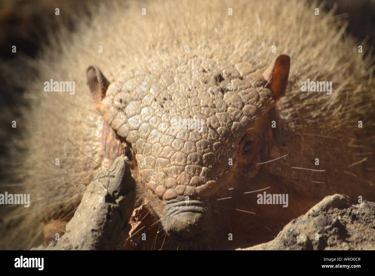 Close-up Of Nine-banded Armadillo Stock Photo - Alamy