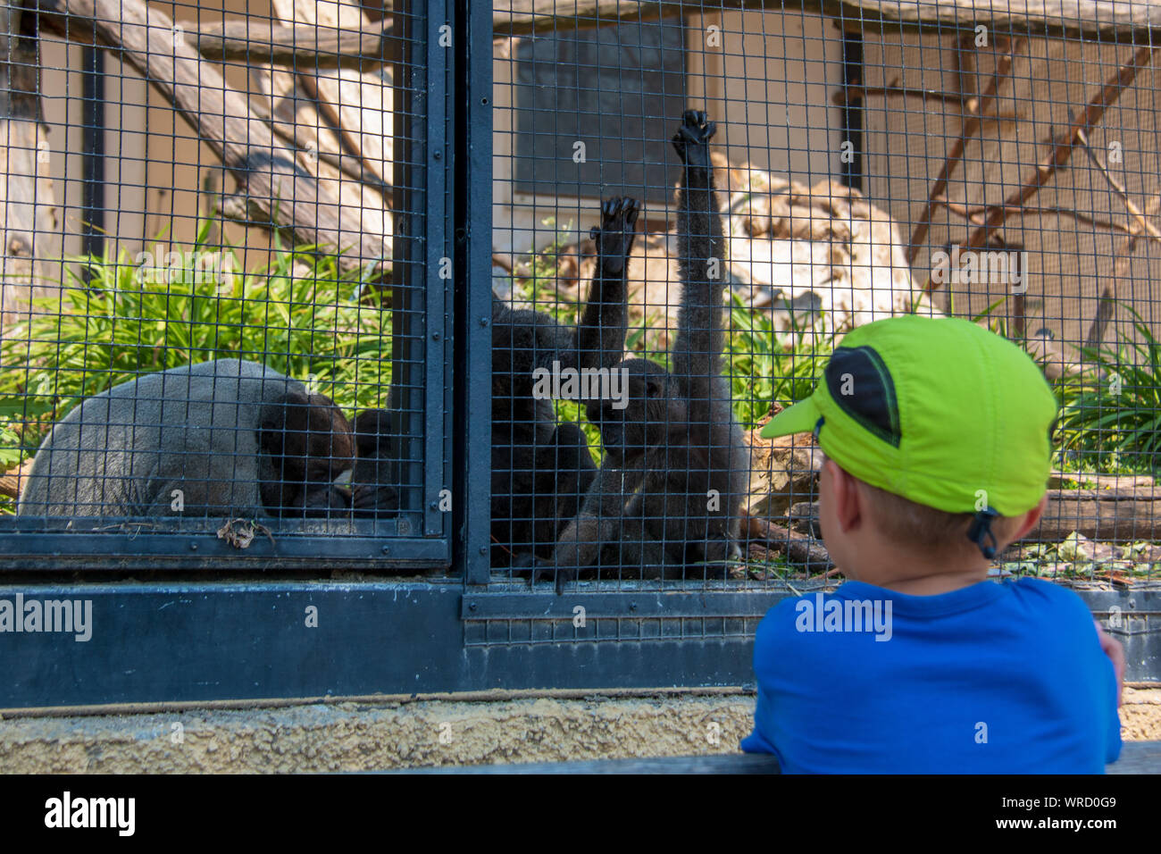 Monkey boy hi-res stock photography and images - Alamy