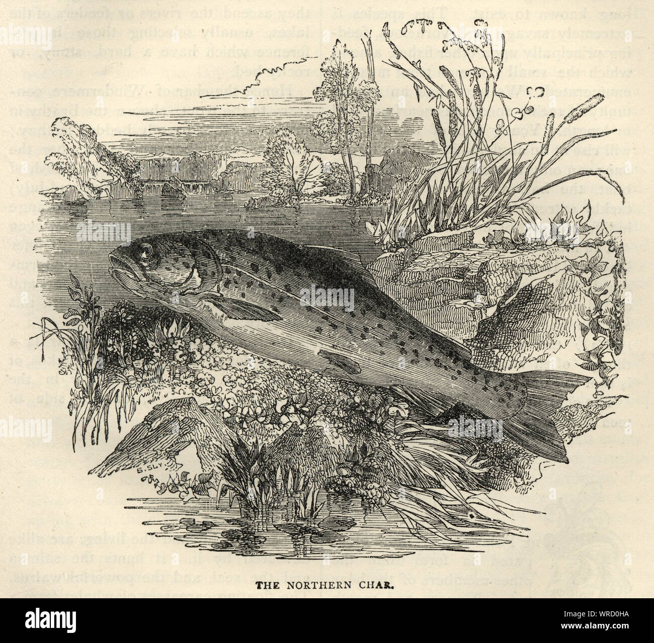 Arctic char or Arctic charr (Salvelinus alpinus) is a cold-water fish ...